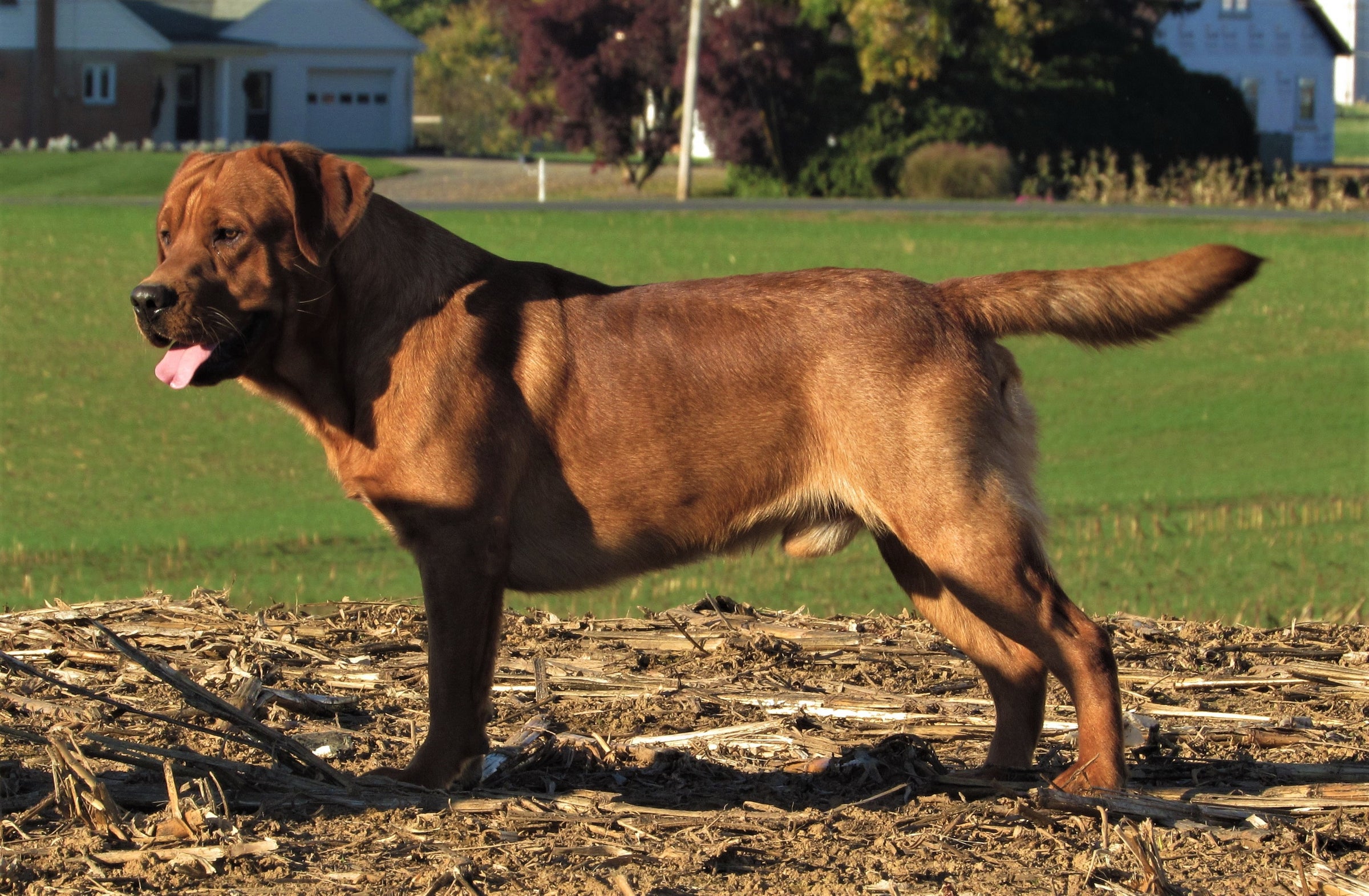 Our Labrador Retriever Studs | Lititz Labradors