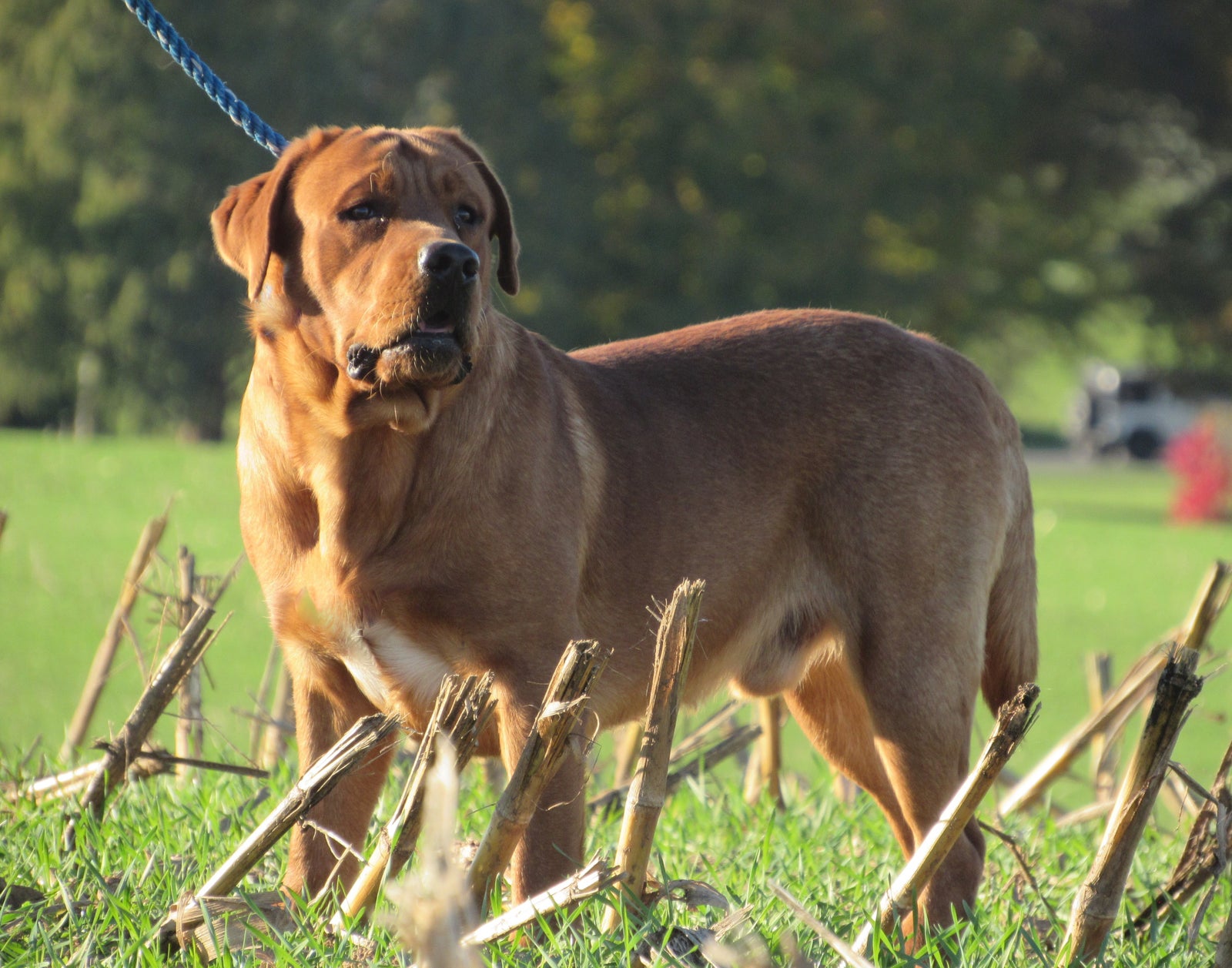 Our Labrador Retriever Studs | Lititz Labradors