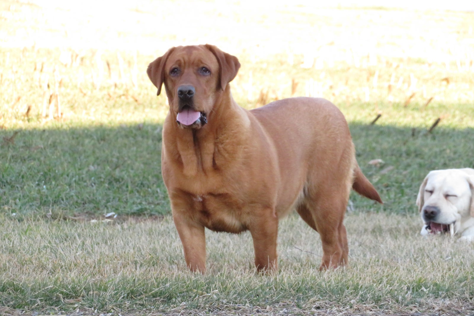 Our Labrador Retriever Studs | Lititz Labradors