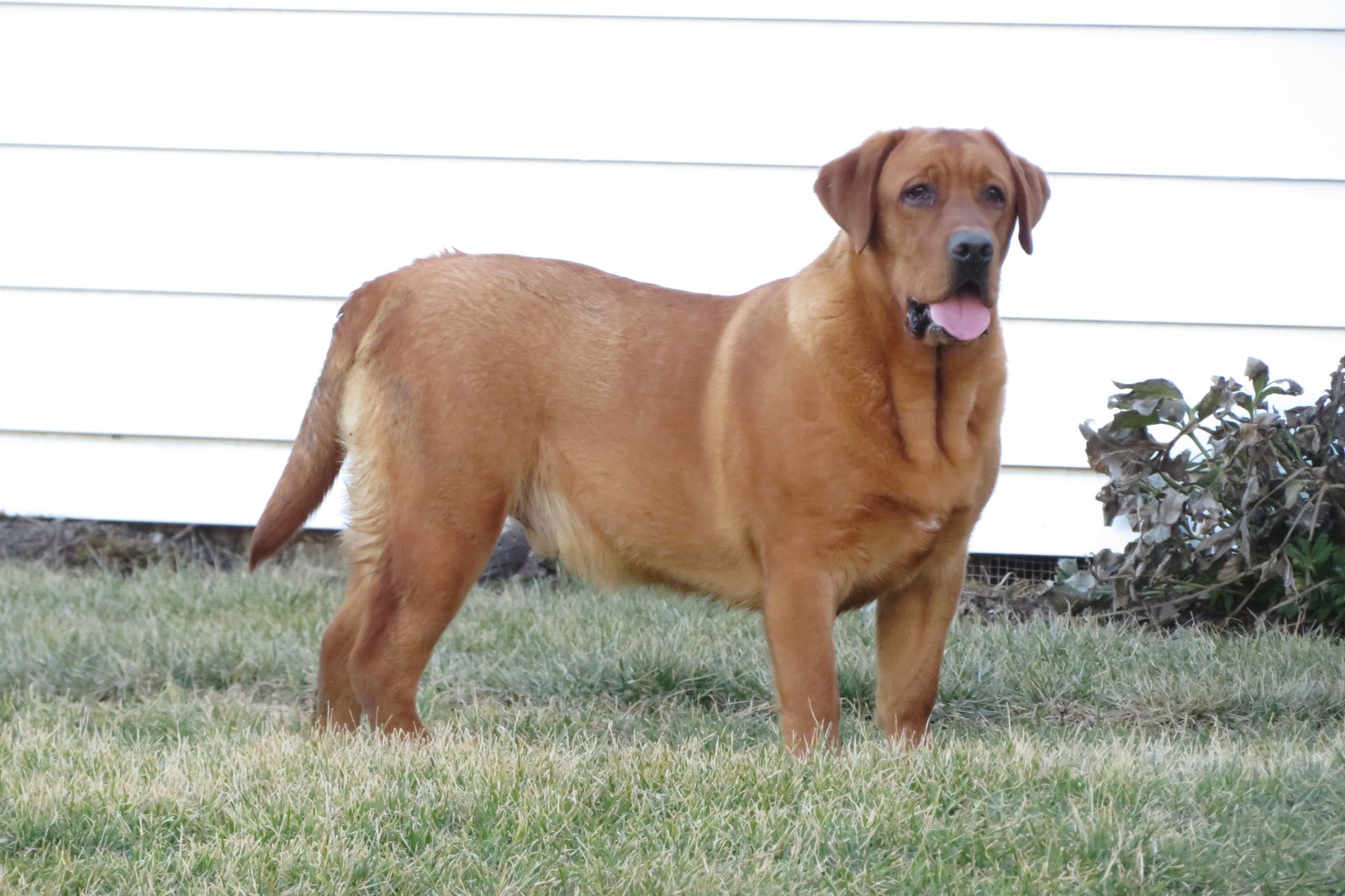 Our Labrador Retriever Studs | Lititz Labradors