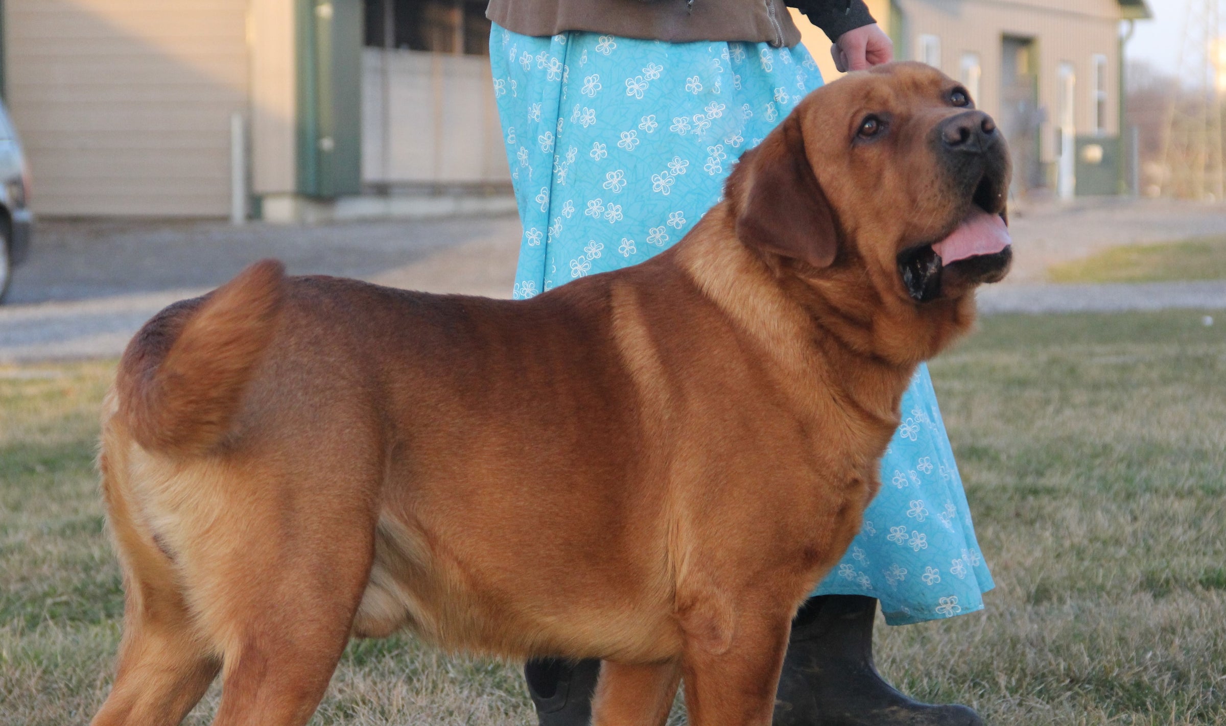 Our Labrador Retriever Studs | Lititz Labradors