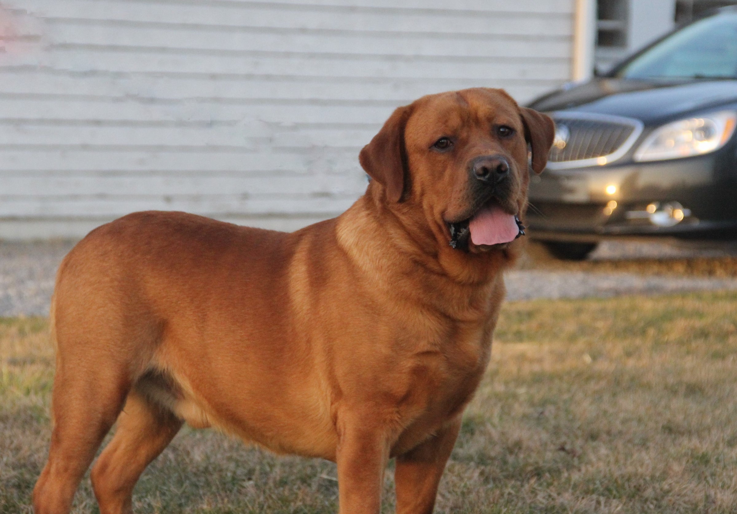 Our Labrador Retriever Studs | Lititz Labradors