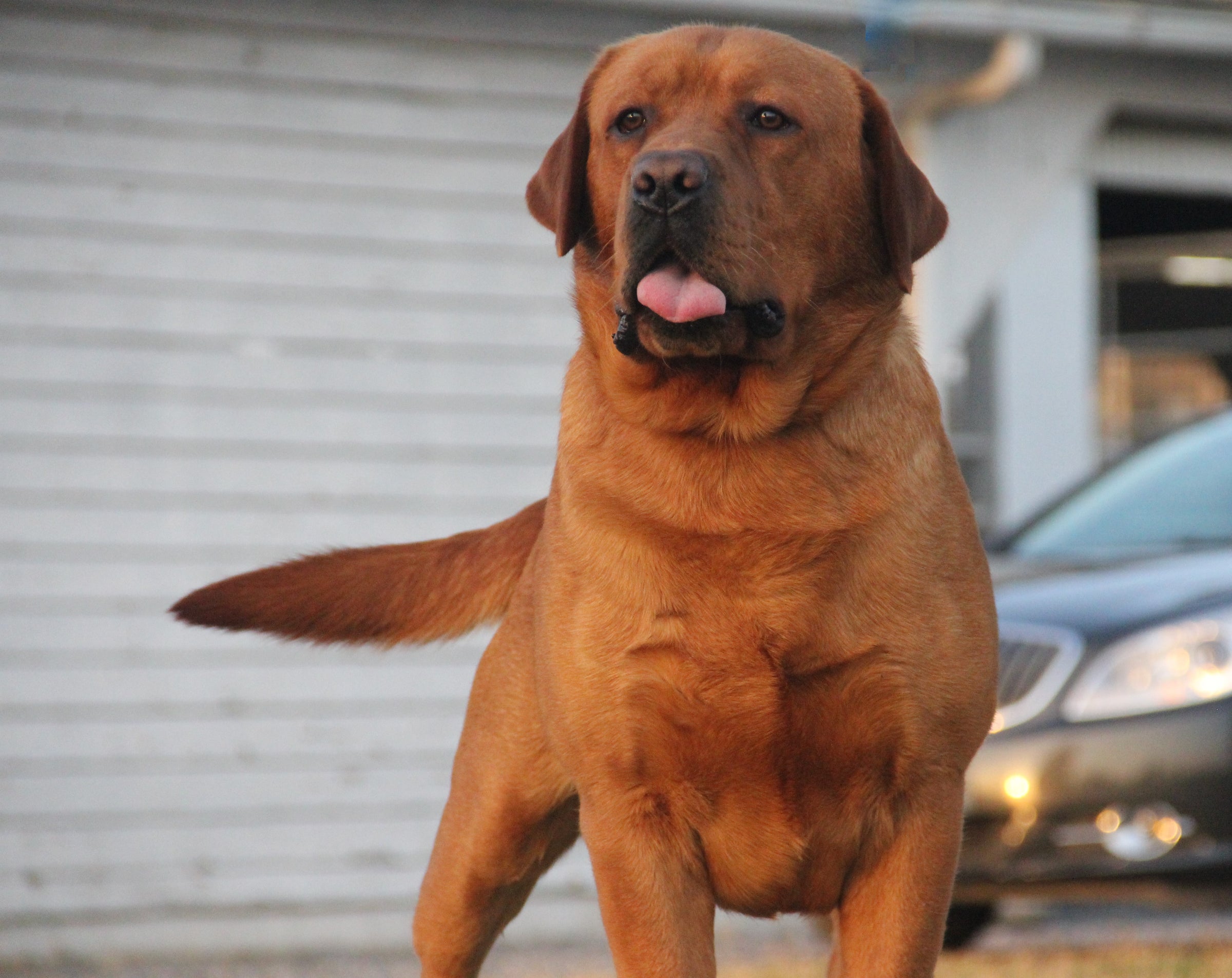 Our Labrador Retriever Studs | Lititz Labradors